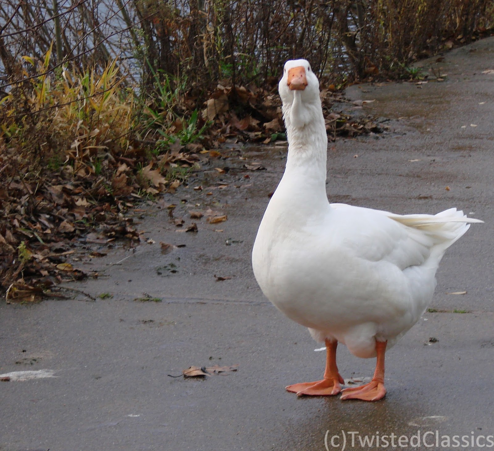 Birds and wildlife: Toulouse geese in Exeter