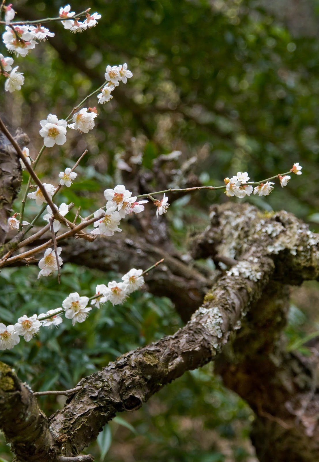 Takatugu Aoki photos of the world: Ancient capital of Kamakura seasonal ...
