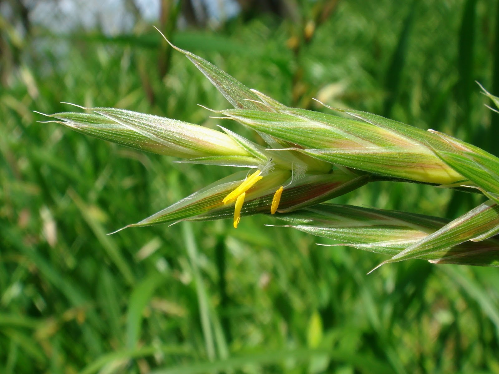 PLANTAS MEDICINALES: TRIGUILLO (Bromus catharticus Vahl.)