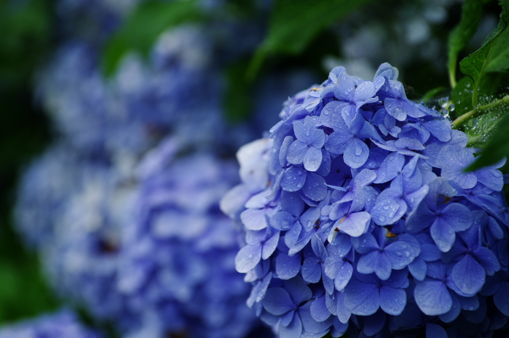 Japan's "Unique": Hydrangea