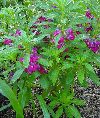 Informasi Seputar Kota Jogja: Manfaat Di Balik Kesehatan Tumbuhan Pacar Air