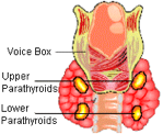 Biology Superiority: Koordinasi 2