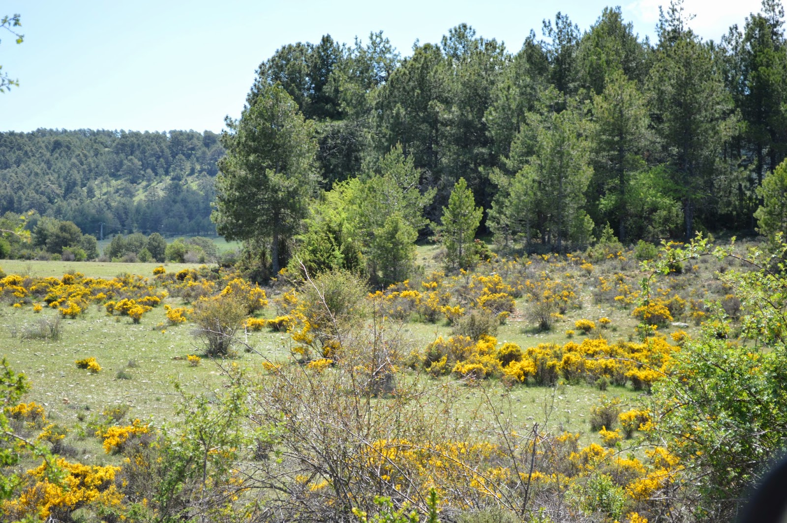 BLOG DE LA CIERVA ANTONIA: La aliaga o aulaga (Genista scorpius)