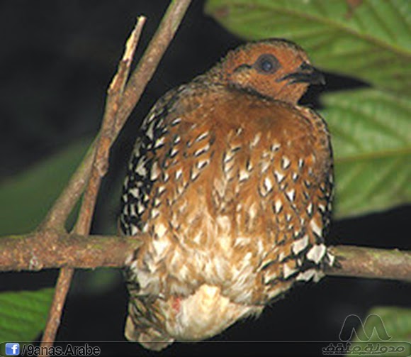 مدونة مثقف | علوم,ثقافة,صحة