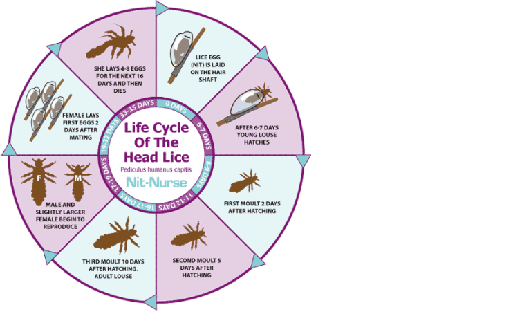 Indonesia School Nurses: HEAD LICE and NITS