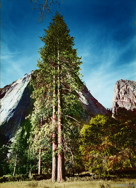 Colors for a Bygone Era: Ansel Adams, Trees and Cliffs, 1954, colorized ...