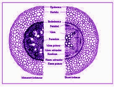 Structure and function of plant roots in the world | NEED HEALTHY BODY