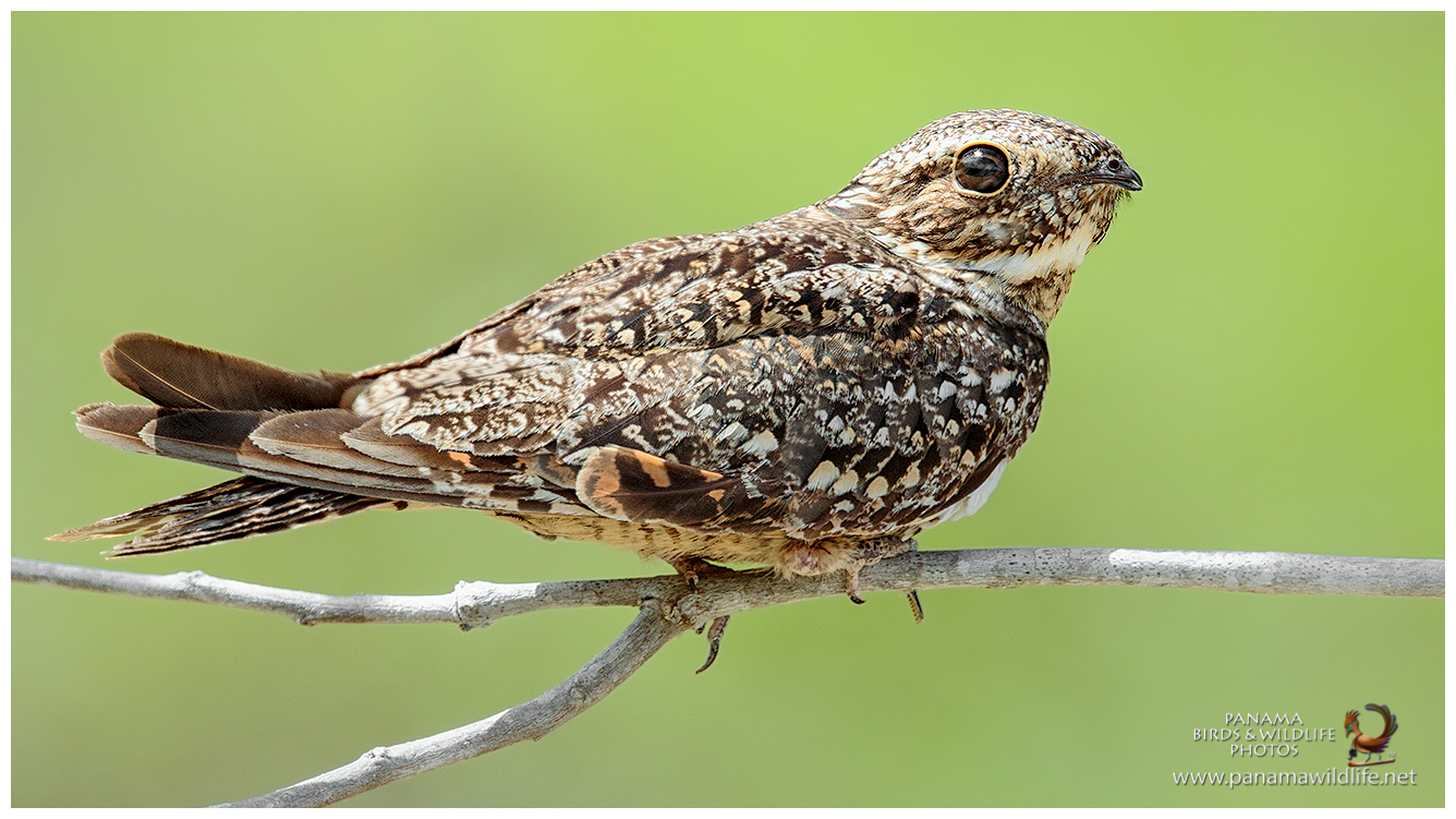 Coronado’s Dry Forest - Featured Species: Lesser Nighthawk (Chordeiles ...