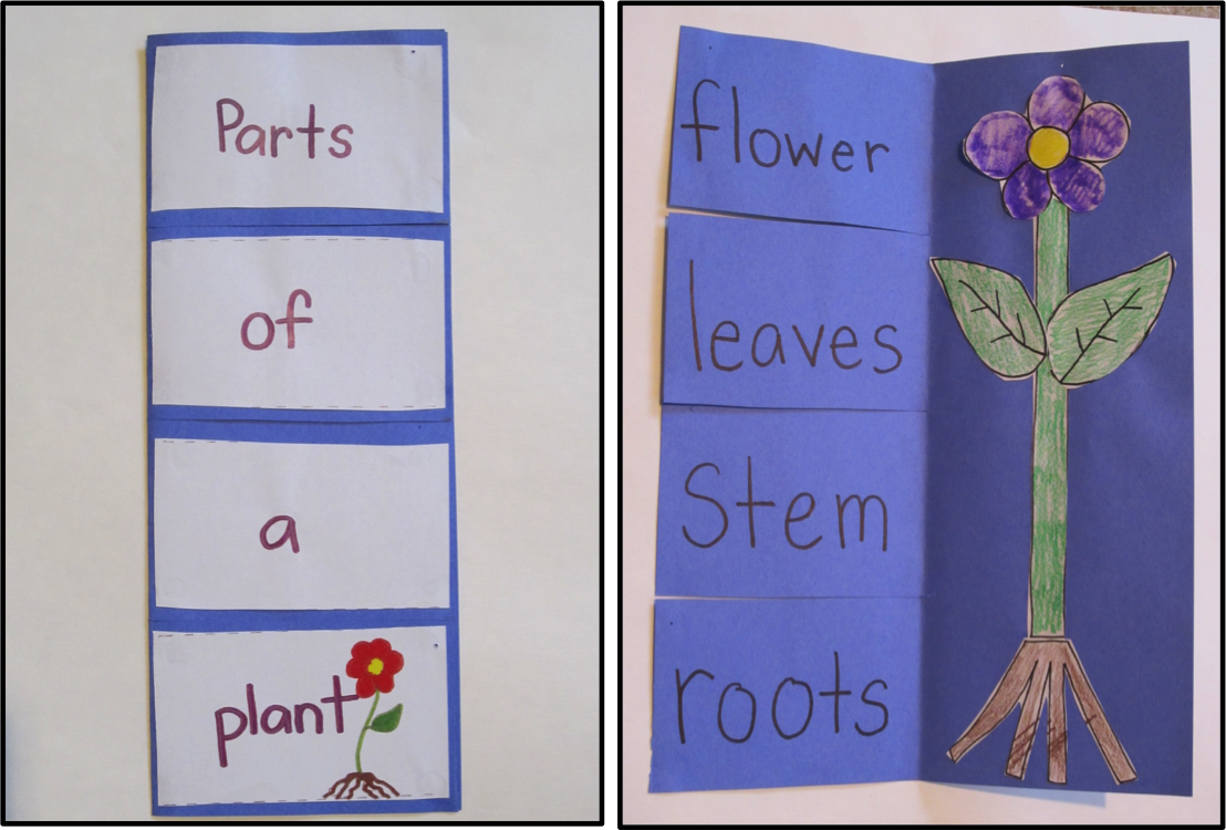 Shining Little Minds