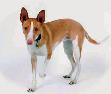 Todo Sobre Perros: Faraón hound