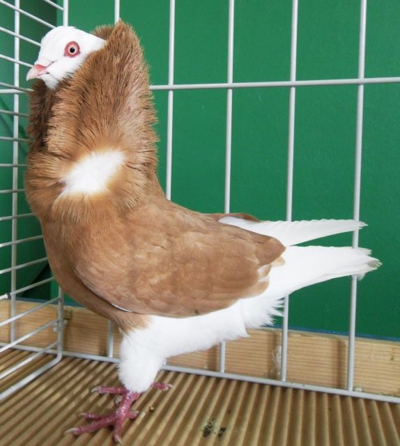 Old Dutch Capuchine ( Oudhollandse Kapucijn ) - Pigeons fall