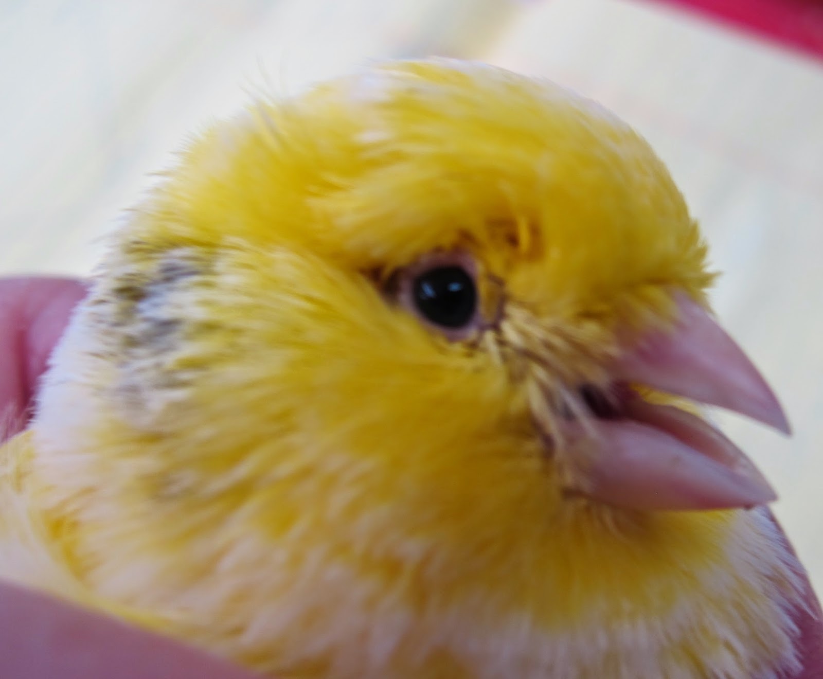 Canary Tales: Eye Problem Part 2 - If At First You Do Not Succeed, Try ...