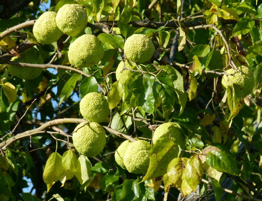 KY Natural Inquirer: Is It an Orange or Apple?