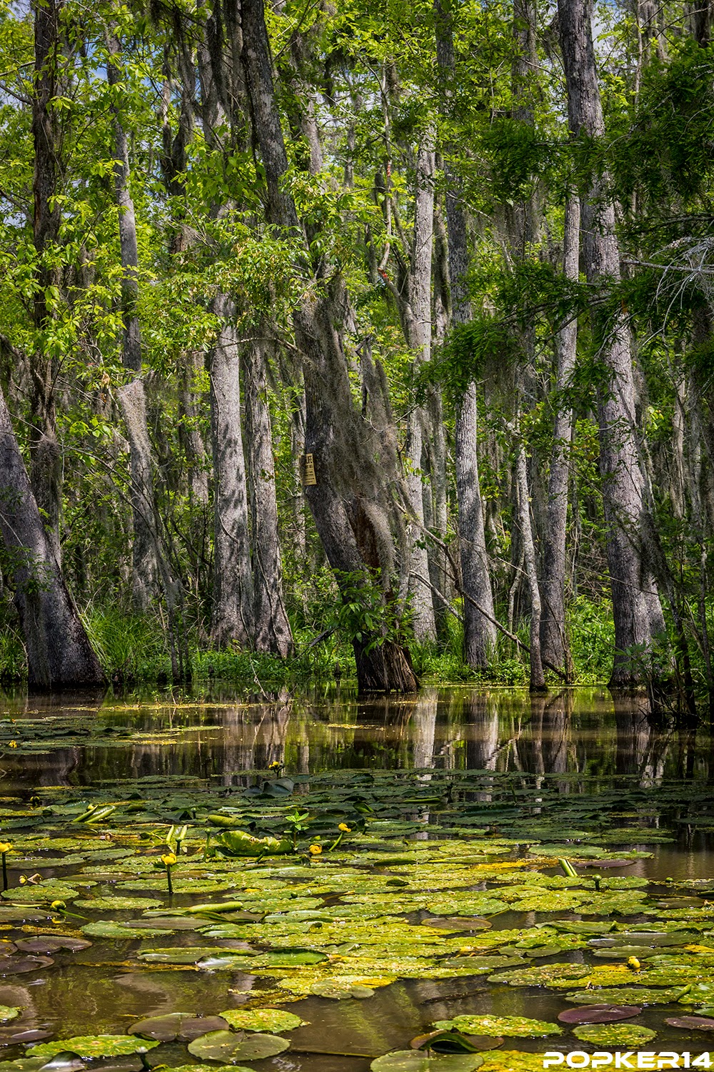 popker: Honey Island Swamp