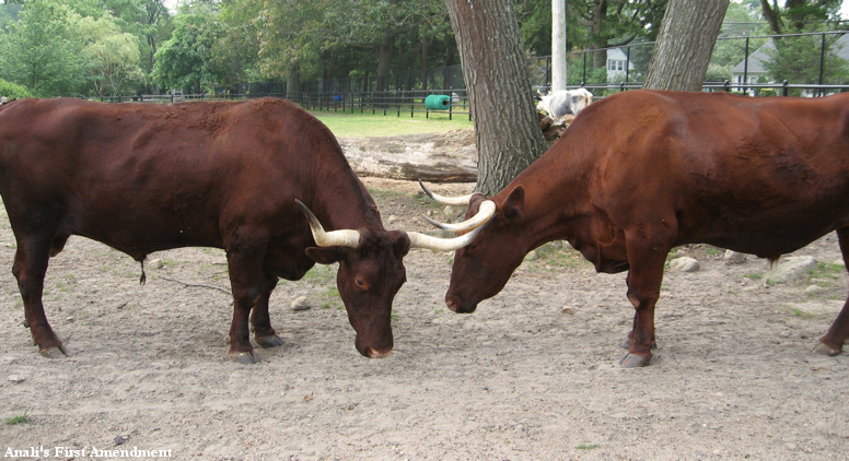 New Bedford's Buttonwood Park Zoo + Farm