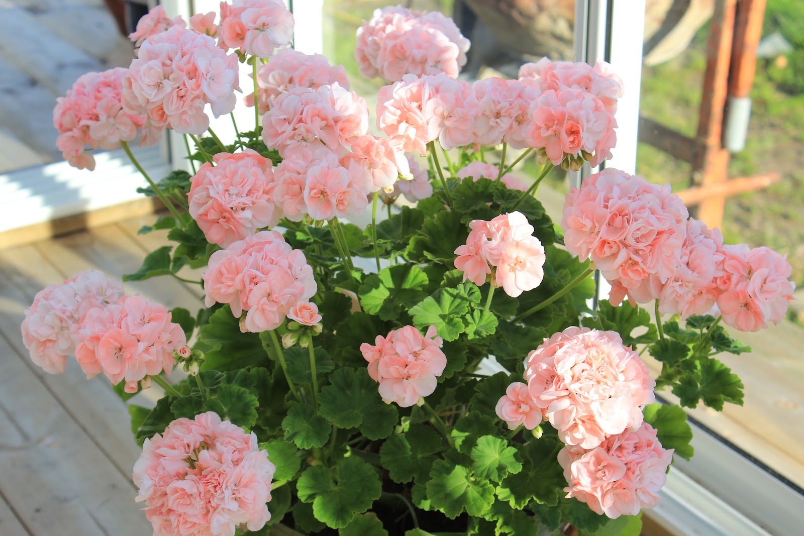 Myggenäs/Almösund: Här trivs mina pelargoner