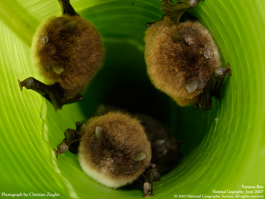 Variety of Life: Chiroptera