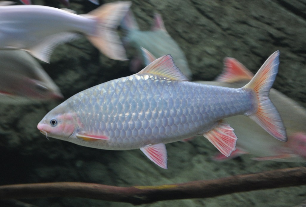ZOOTOGRAFIANDO (6.100 ANIMALS): CARPA PHOENIX / CHINESE PHOENIX BARB ...