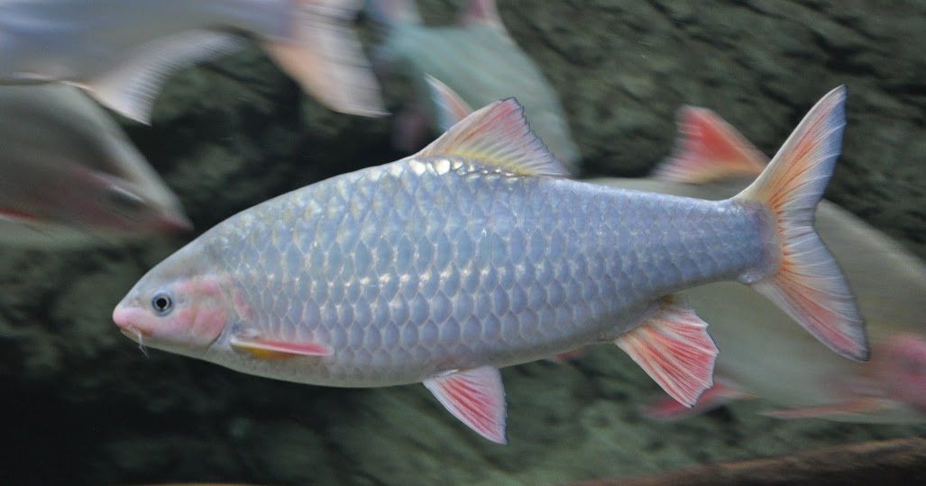 ZOOTOGRAFIANDO (6.100 ANIMALS): CARPA PHOENIX / CHINESE PHOENIX BARB ...