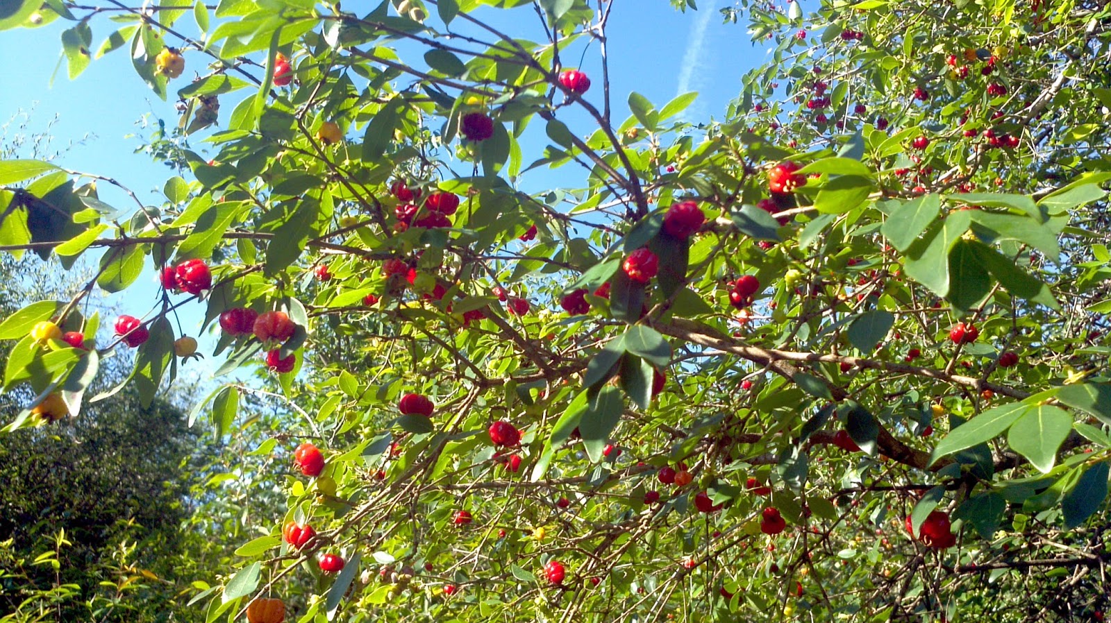 Naturaleza entrerriana: Eugenia uniflora