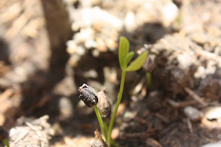 COCA SEEDS : Coca seeds for sale (order) from Peru