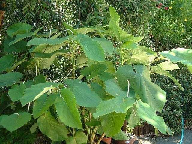 Sparks Mexico: Hoja Santa - New plant for me