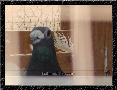 Pigeons for sale: Dragoon (pigeon)