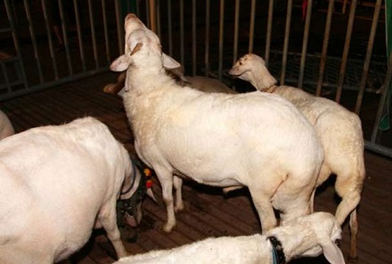 Jenis Domba Unggul Bisa Didapatkan Dengan Cara Ini | Gemar Ternak dan ...