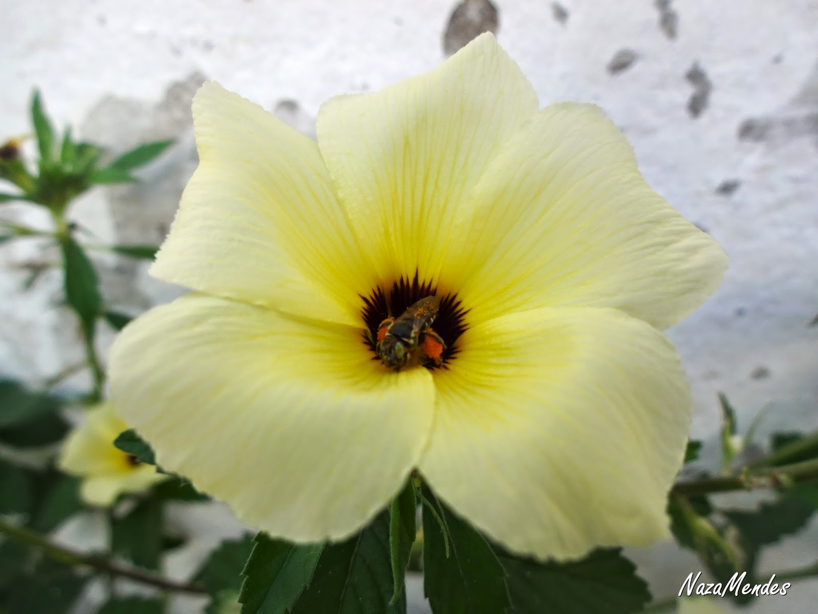 Brasil Insetos!!! Do Caçadores de Insetos!!!: Flor Chanana ou Xanana ...