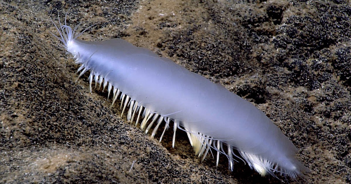 Real Monstrosities: Two Worms a' Weirding