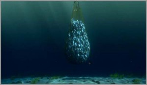 swim down! / CHARM ABOUT YOU