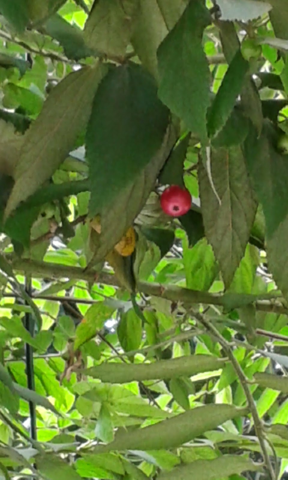 Mengenal Tanaman Kersen Merah | Juragan Tanaman