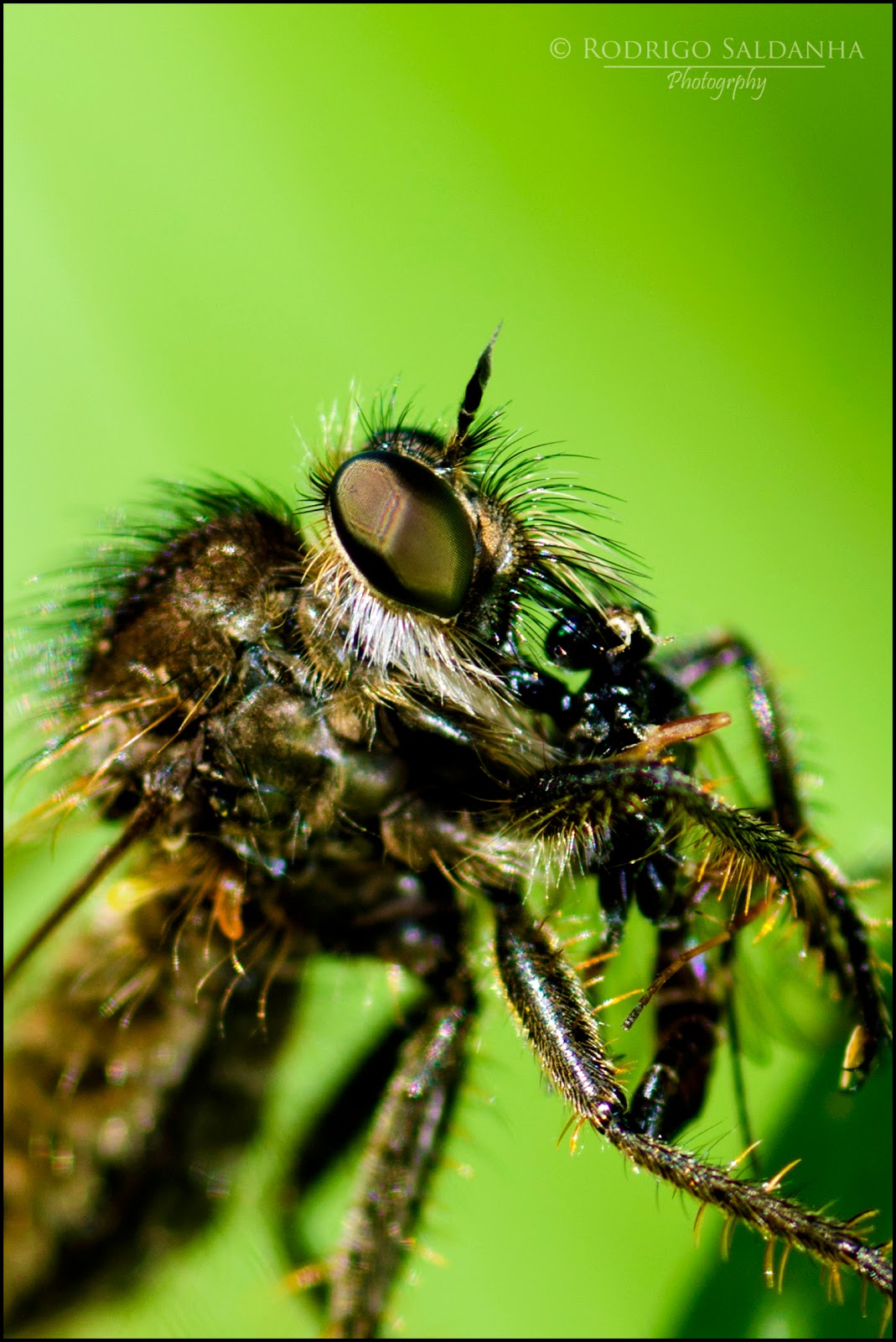 VisuNatura: Diptera Asilidae - Mosca Assassina