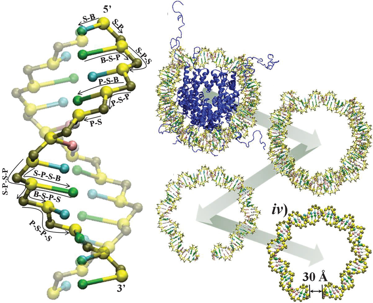 Biophysics - Forces in the Bio Universe: Molecular Origins of DNA ...