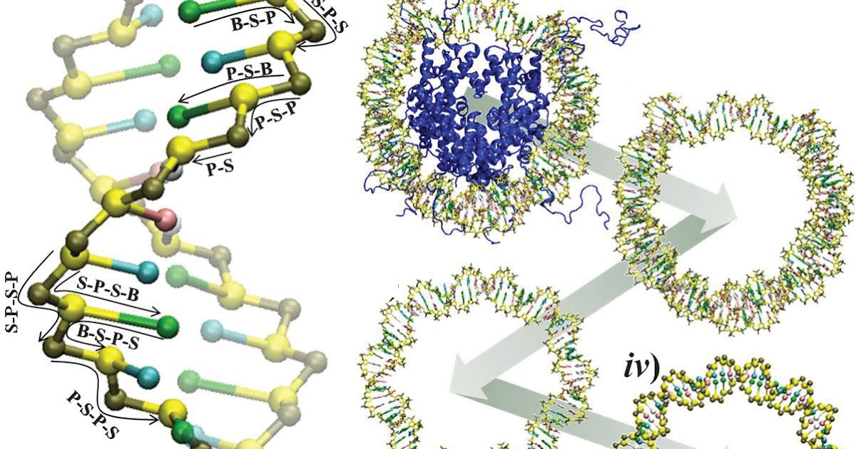Biophysics Forces In The Bio Universe Molecular Origins Of Dna
