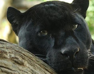 All About Wildlife: Panther (Panthera pardus, Panthera onca)