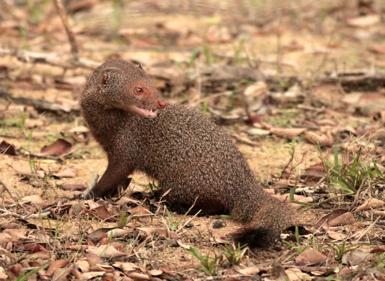 TimboBaggins Abroad: Safari at Wilpattu, Sri Lanka day trip