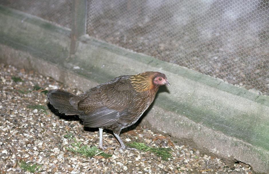 Tierra de pavos, francolines, faisanes y perdices: Gallo bankiva ...