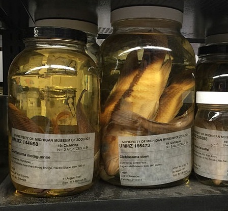 Taxonomic Collections: Preserving and presenting your fish specimens