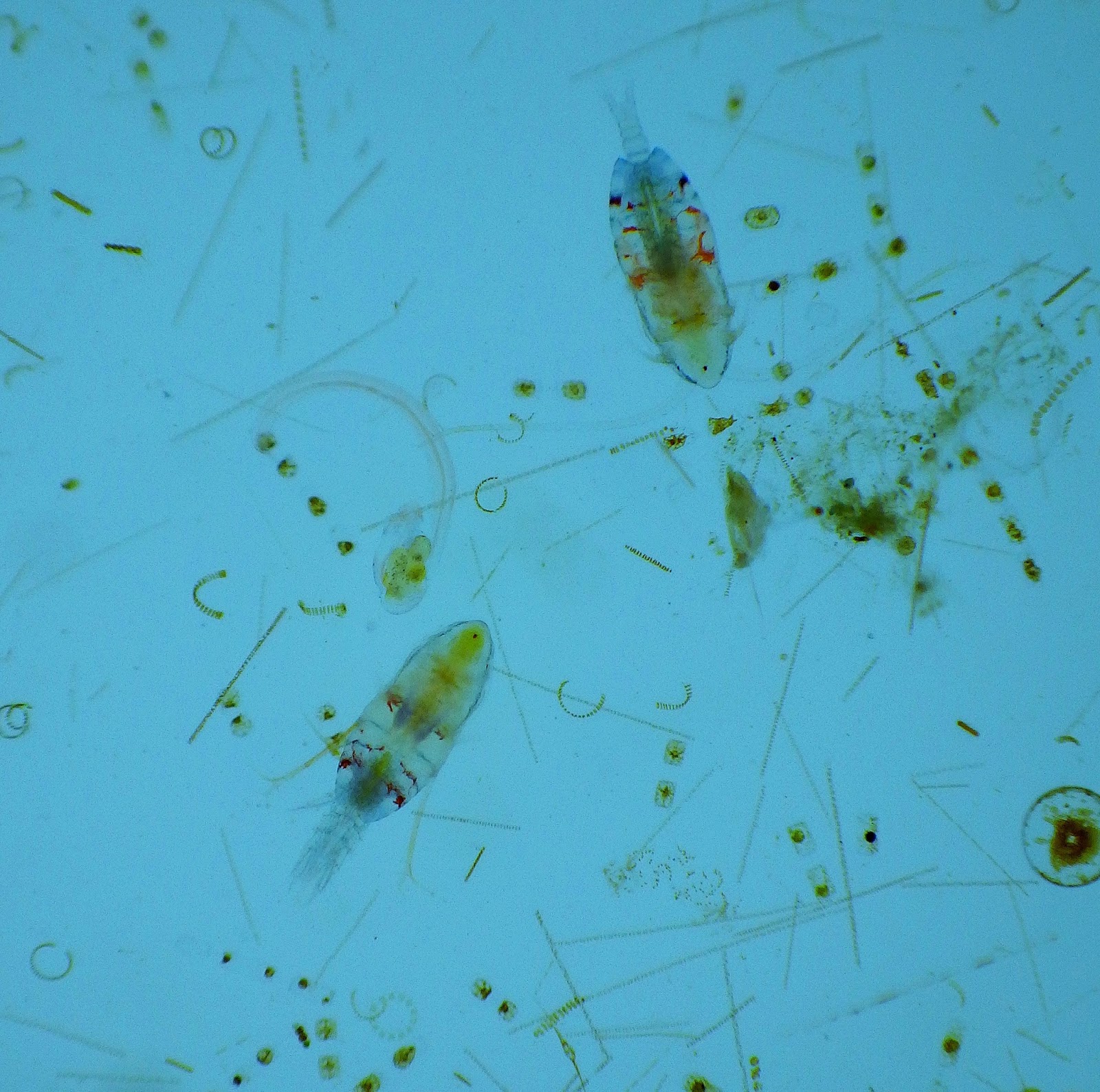 Buzz's Marine Life of Puget Sound: LATE SUMMER PLANKTON