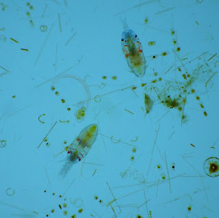 Buzz's Marine Life of Puget Sound: LATE SUMMER PLANKTON