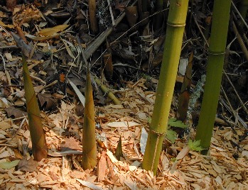 HOW TO TAKE CUTTINGS FROM BAMBOO |The Garden of Eaden