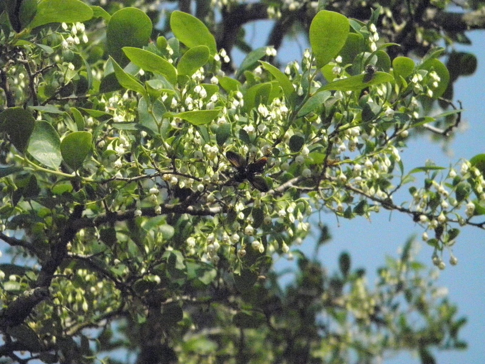 Farkleberry, Vaccinium arboreum - Wildflower School of Botanical Medicine