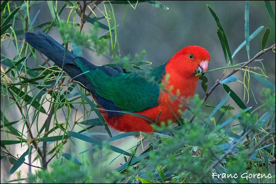 A Visit to New South Wales, Australia - Travels With Birds