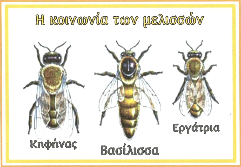 2 ΝΗΠΙΑΓΩΓΕΙΟ ΣΟΥΔΑΣ: Μέλισσα