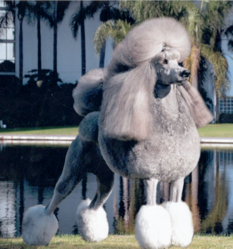 Anjing Poodle:Hewan Peliharaan