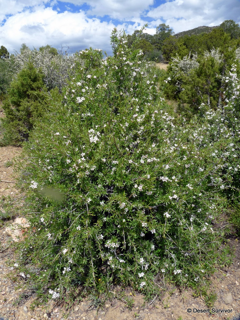 A Plant a Day: Wild Crab Apple - Peraphyllum ramosissimum