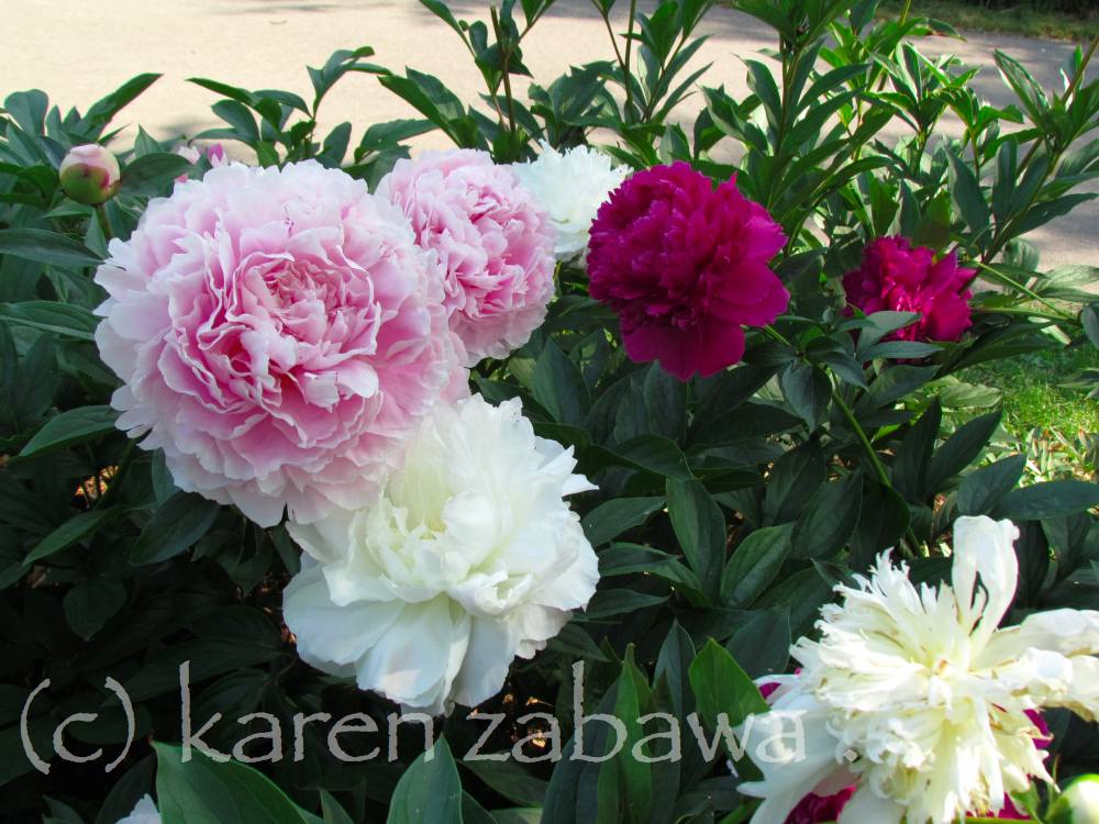 Brueckner Rhododendron Gardens: Pink, White, Red Peonies Blossoming ...