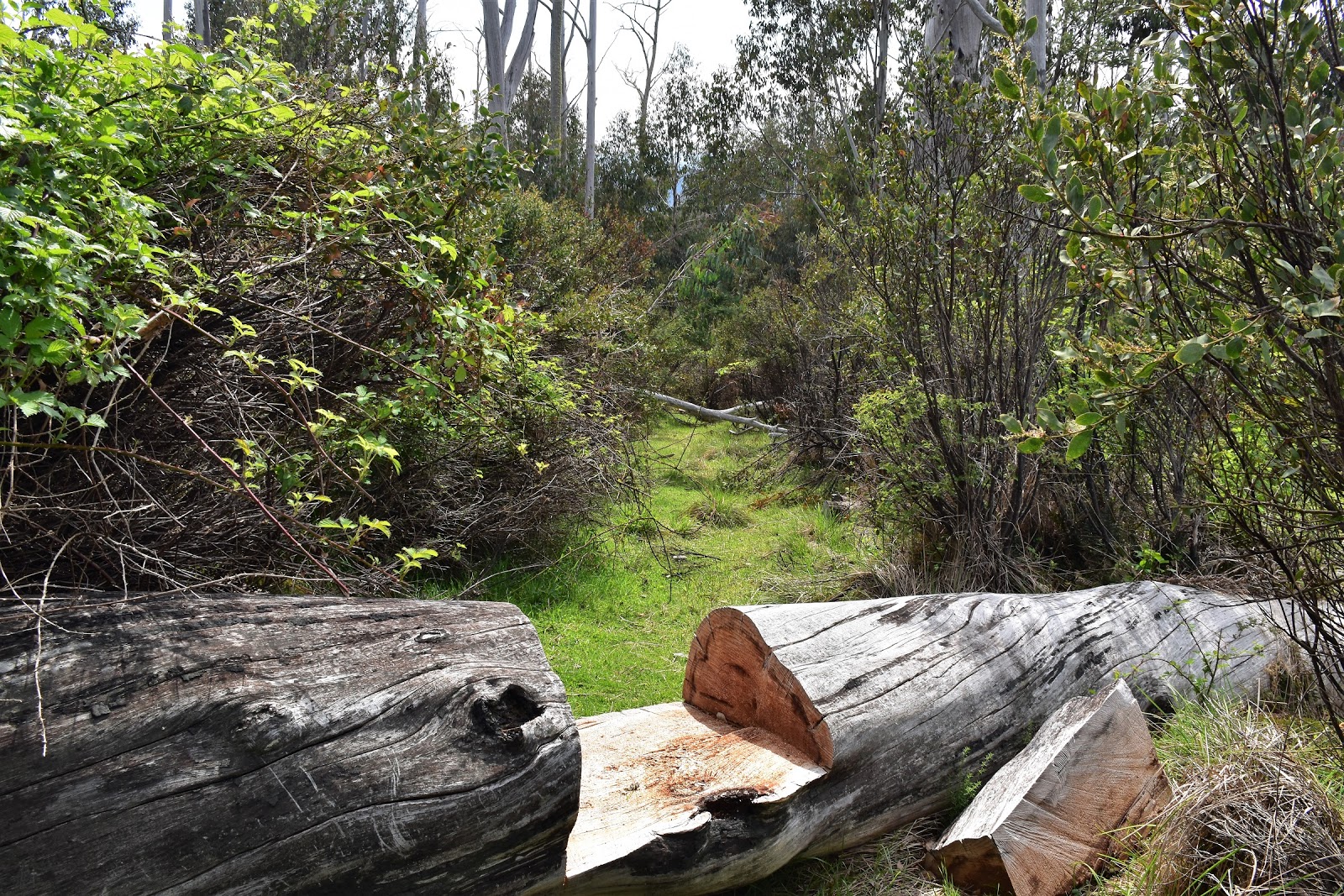 Goin' Feral One Day At A Time: Mt Wills to Four Mile Creek, AAWT ...