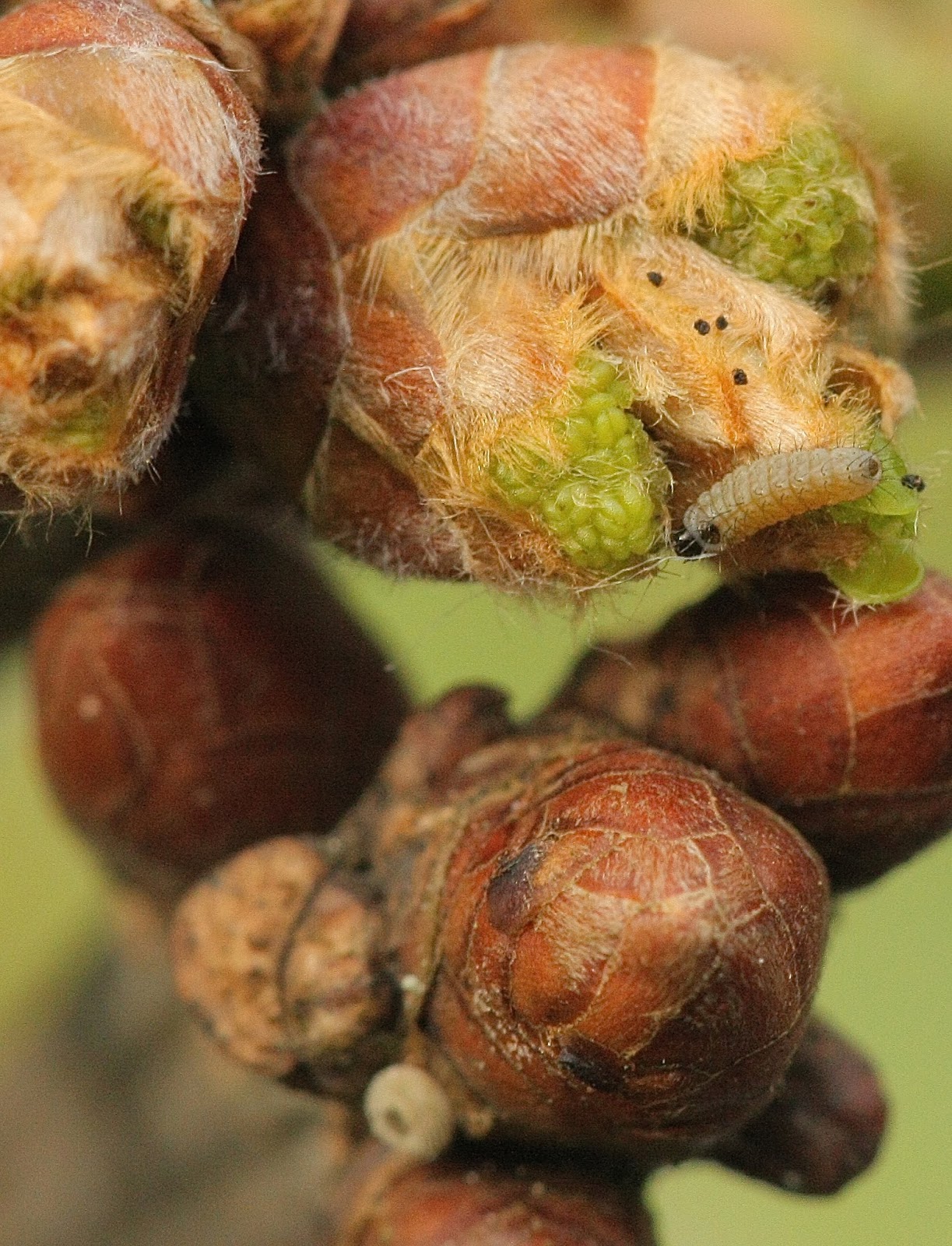 Butterflies of the UK. an insight into their lives: Purple Hairstreak ...